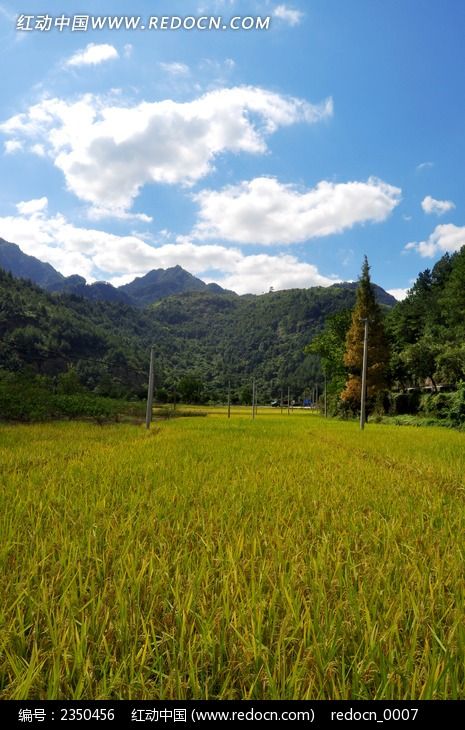 秋天里的稻田高清图片下载_红动中国