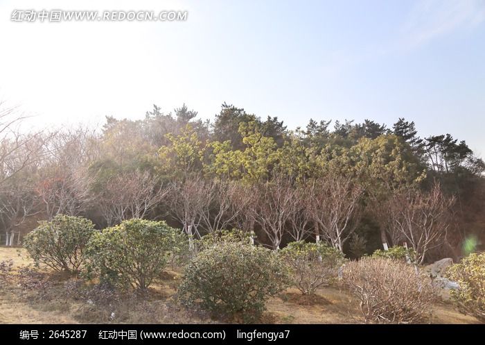 旺山树林高清图片下载_红动中国