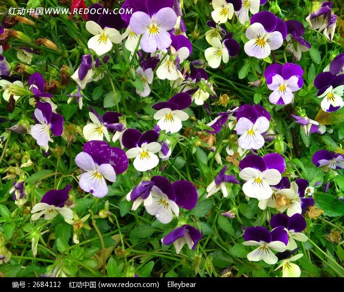 蝴蝶兰高清图片下载_红动中国