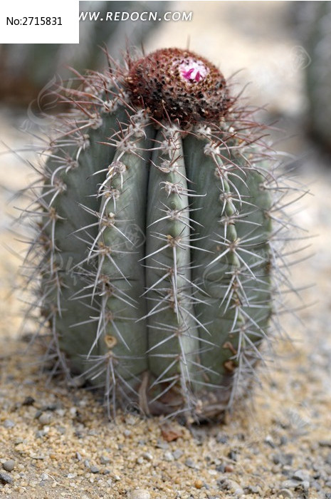 莺梅云高清图片下载_红动中国