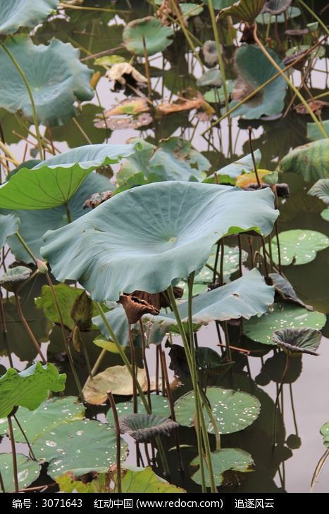 宽大的荷叶高清图片下载_红动中国