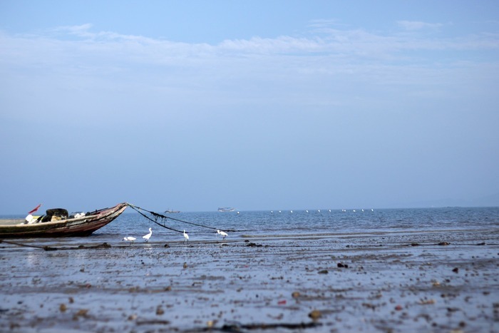 海鸟和渔船高清图片下载_红动中国