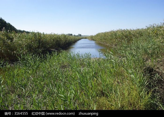 湿地芦苇荡高清图片下载_红动中国