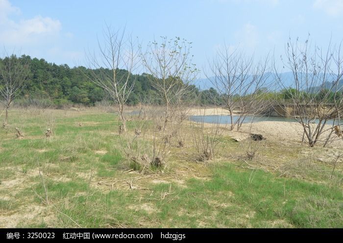 水淹后的树丛高清图片下载_红动中国