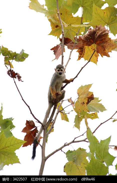 树顶的松鼠猴高清图片下载_红动中国