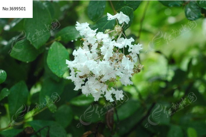 绿色风情高清图片下载_红动中国