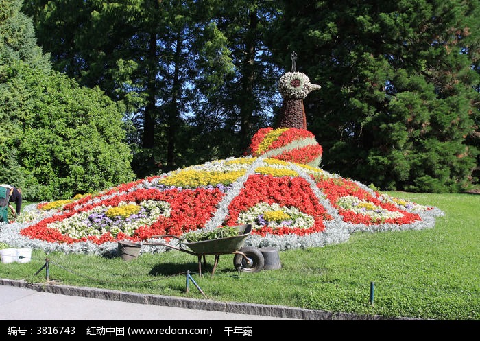 德国景观孔雀花卉高清图片下载_红动中国