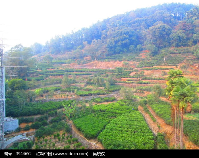 茶园全景高清图片下载_红动中国