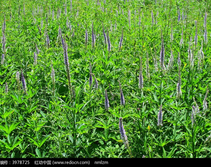 草甸野花高清图片下载_红动中国