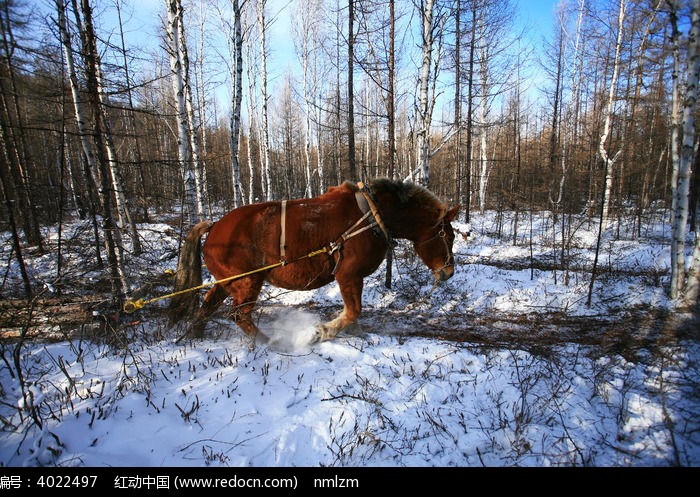 劳作的役马高清图片下载_红动中国