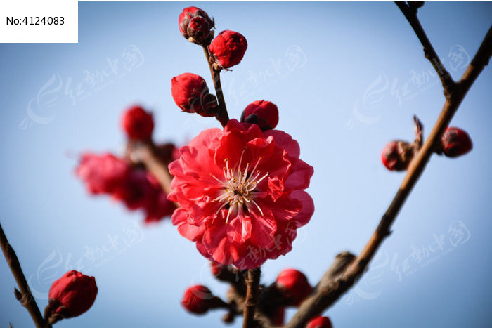 火红桃花高清图片下载_红动中国