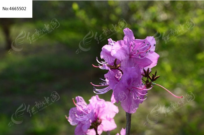 杜鹃花高清图片下载_红动中国
