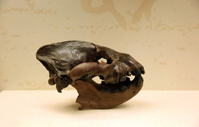 狗头图片_狗头设计素材_红动中国