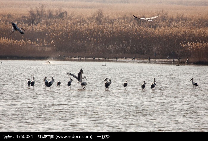 湿地的芦苇荡与各种野生鸟高清图片下载_红动中国