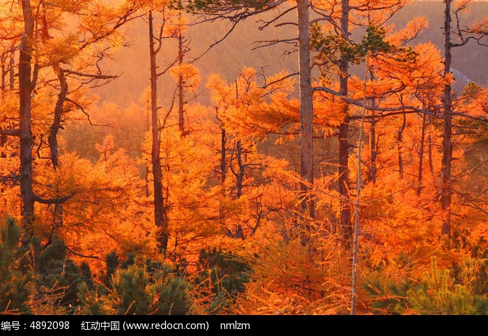 鎏金的松林高清图片下载_红动中国
