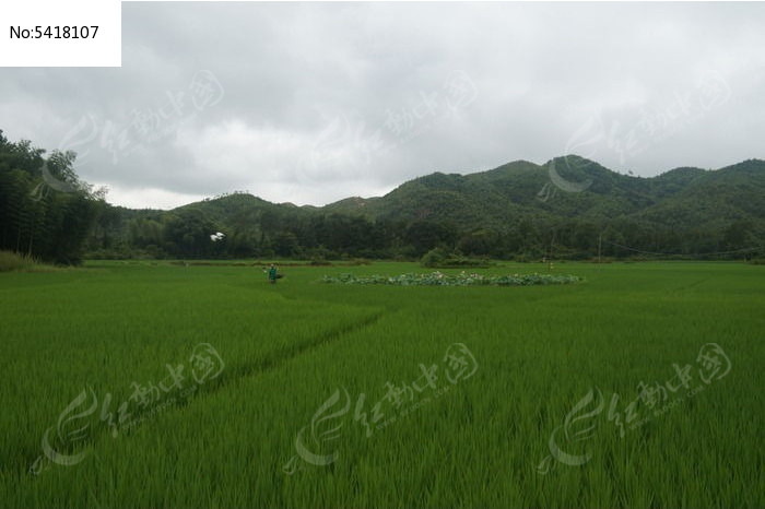 刚种植的稻田与山峦高清图片下载_红动中国