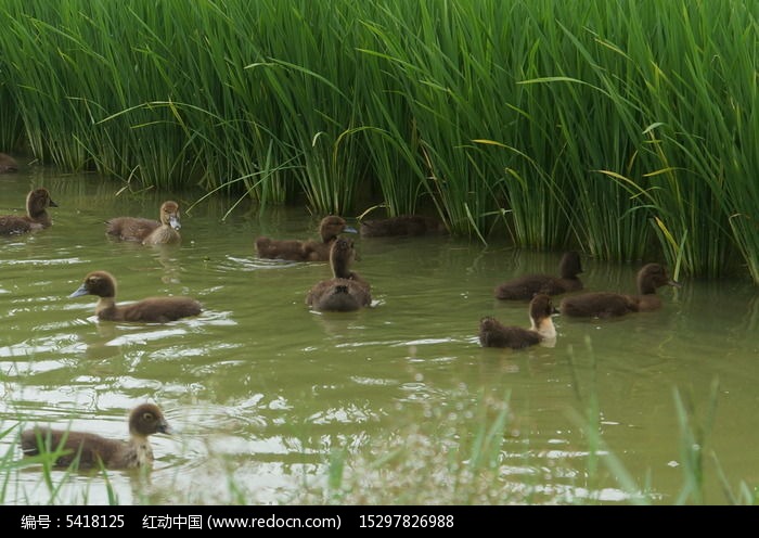 鸭稻共作下的水稻高清图片下载_红动中国