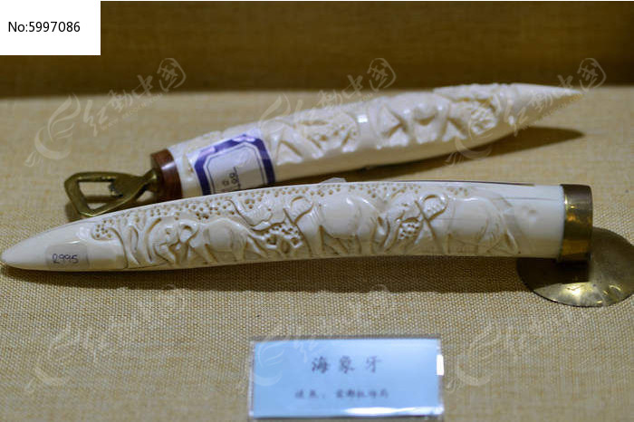 海象牙高清图片下载_红动中国