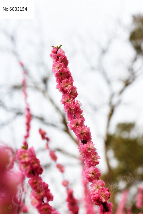 一串红樱花高清图片下载_红动中国